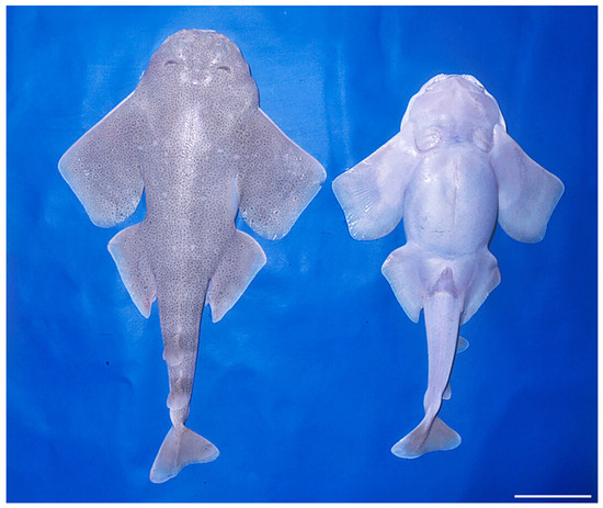 Revision of the Western Indian Ocean Angel Sharks, Genus Squatina ...