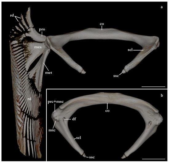 Revision of the Western Indian Ocean Angel Sharks, Genus Squatina (Squatiniformes, Squatinidae ...