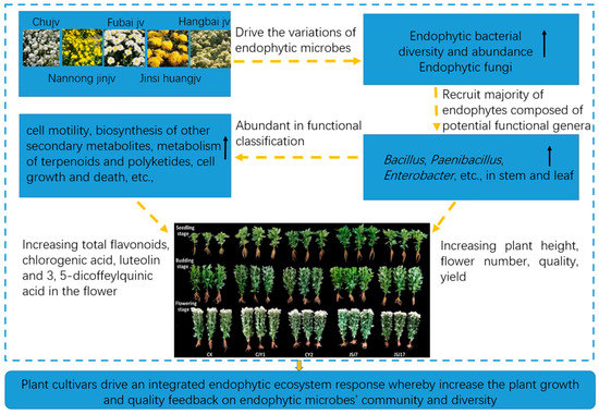 Biodiversity of Endophytic Microbes in Diverse Tea Chrysanthemum ...