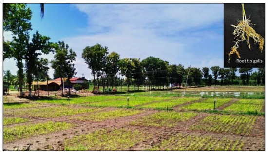 An Insight into Occurrence, Biology, and Pathogenesis of Rice Root-Knot ...