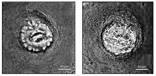 An Insight into Occurrence, Biology, and Pathogenesis of Rice Root-Knot ...