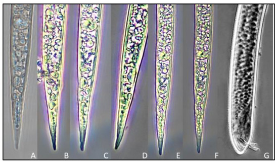 An Insight into Occurrence, Biology, and Pathogenesis of Rice Root-Knot ...