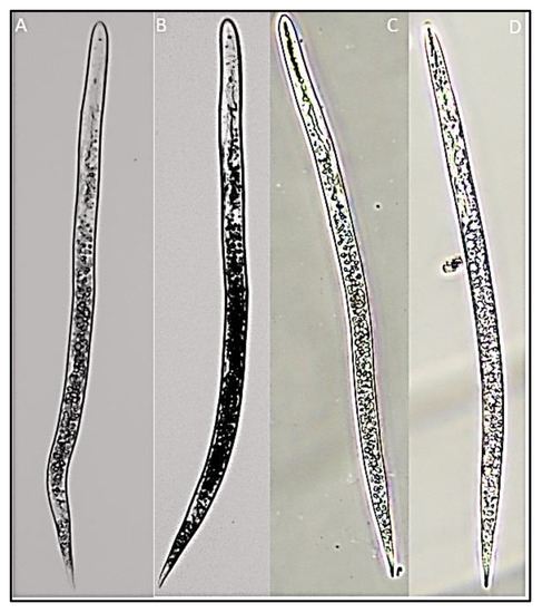 An Insight into Occurrence, Biology, and Pathogenesis of Rice Root-Knot ...