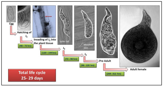 An Insight into Occurrence, Biology, and Pathogenesis of Rice Root-Knot ...