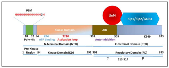 Glucose Inhibits Yeast AMPK (Snf1) by Three Independent Mechanisms