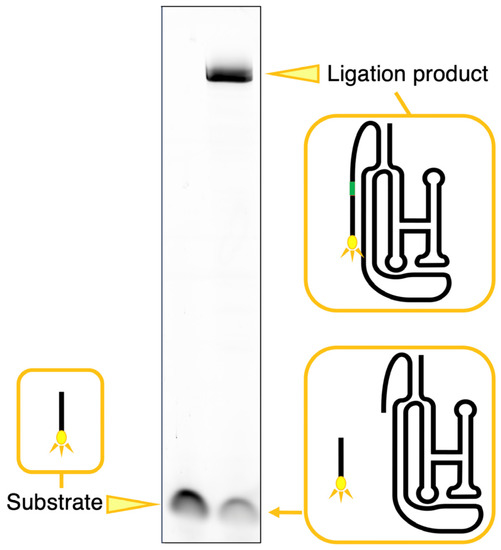 Molecular Anatomy of the Class I Ligase Ribozyme for Elucidation of the ...