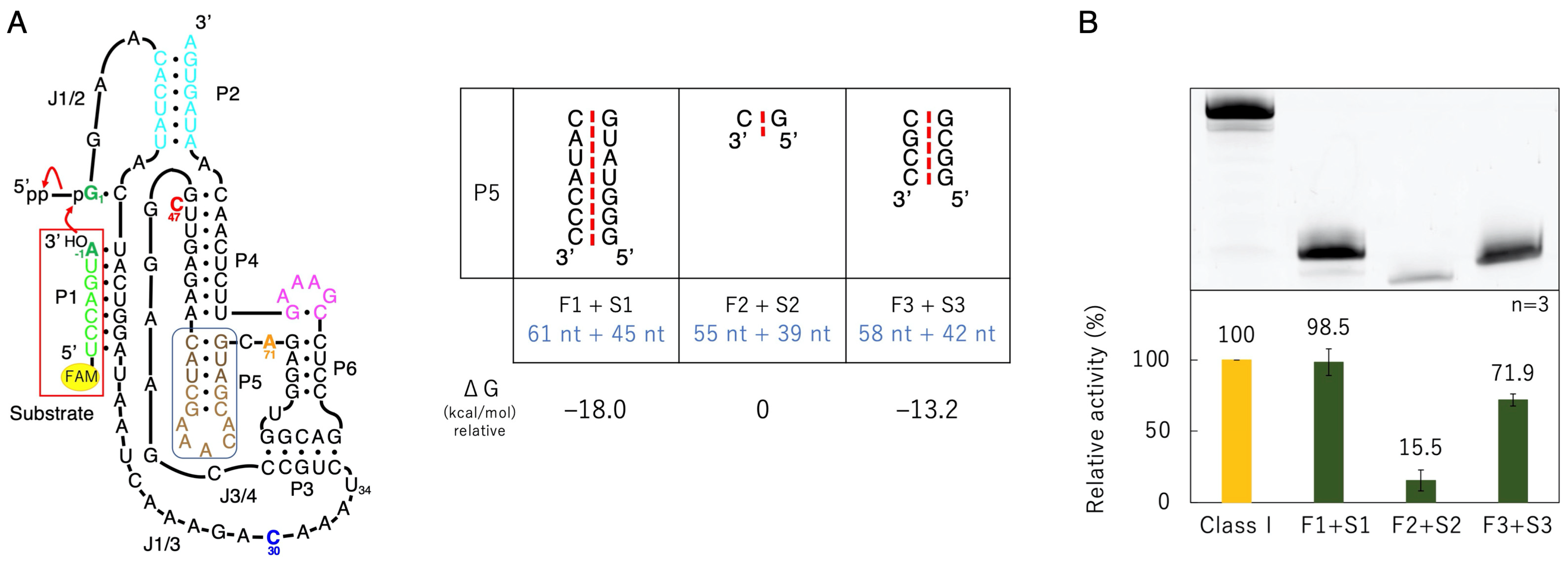 Molecular Anatomy of the Class I Ligase Ribozyme for Elucidation of the ...