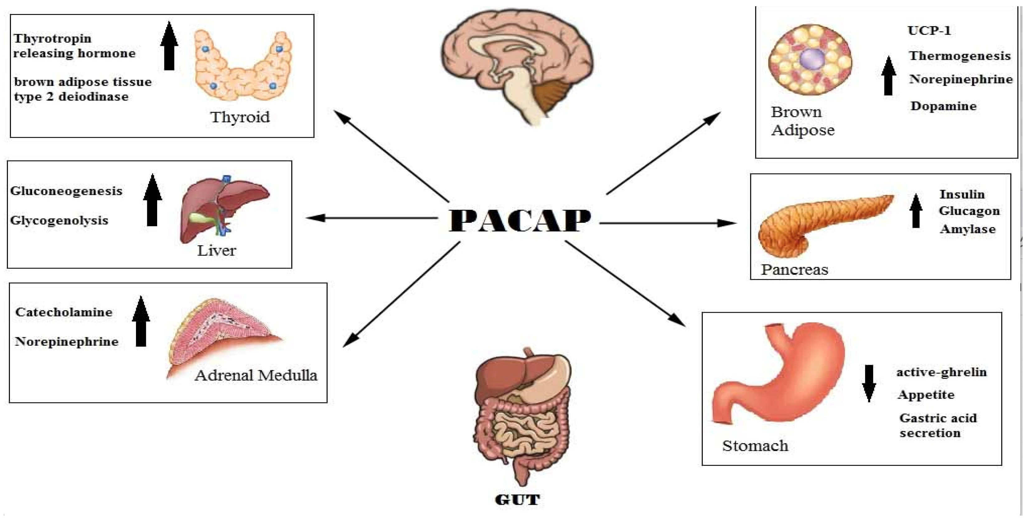 PACAP and VIP Neuropeptides’ and Receptors’ Effects on Appetite, Satiety and Metabolism