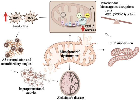 Peripheral Mitochondrial Dysfunction: A Potential Contributor to the ...