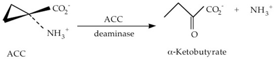 Ethylene, ACC, and the Plant Growth-Promoting Enzyme ACC Deaminase