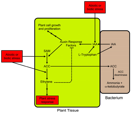Ethylene, ACC, and the Plant Growth-Promoting Enzyme ACC Deaminase