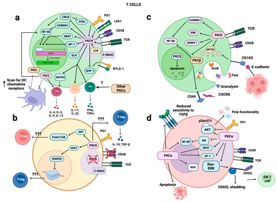 Protein Kinase C at the Crossroad of Mutations, Cancer, Targeted Therapy and Immune Response