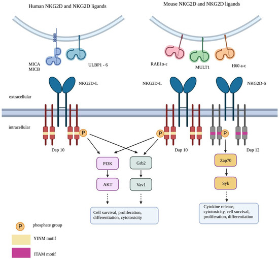 The Role and Regulation of the NKG2D/NKG2D Ligand System in Cancer