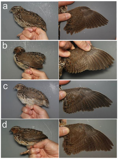 Establishment of Wild-Derived Strains of Japanese Quail (Coturnix ...