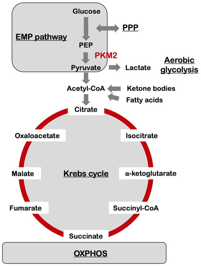 Metabolic Reprogramming toward Aerobic Glycolysis and the Gut ...