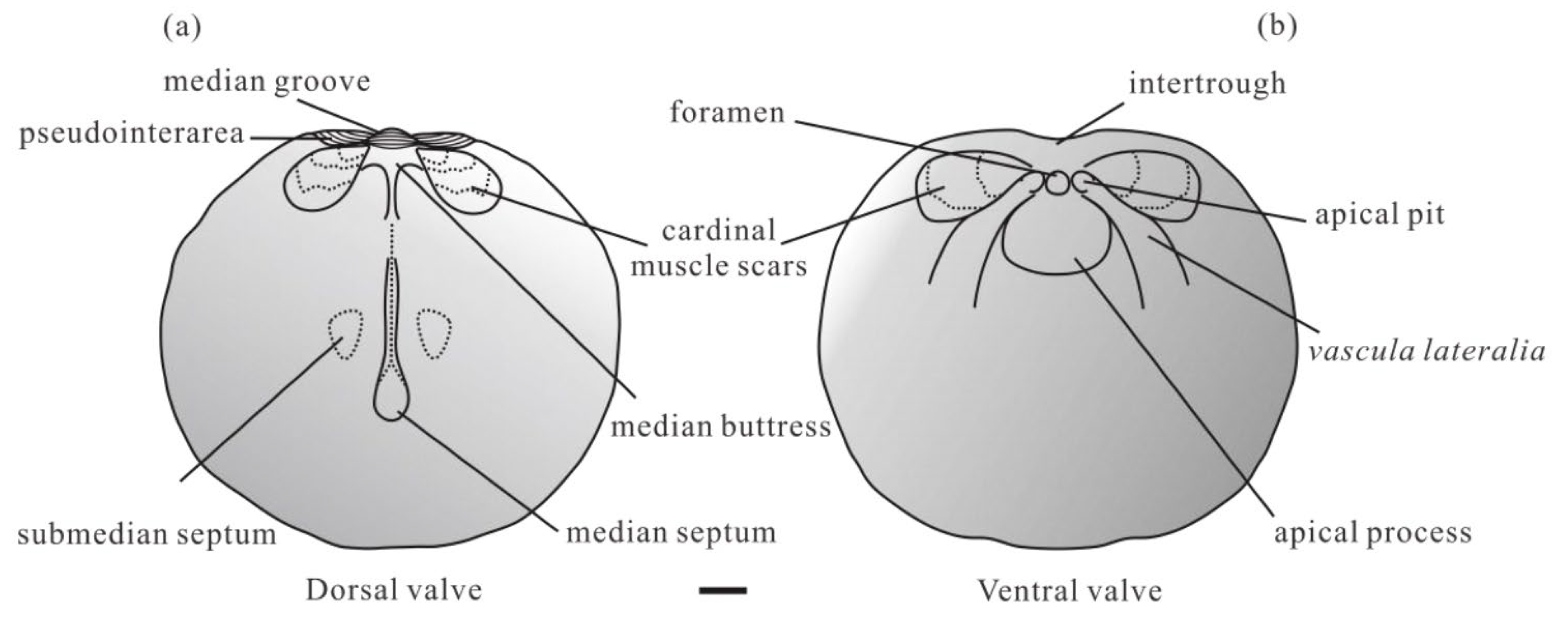 The First Report of the Acrotretoid Brachiopod Hadrotreta from the ...