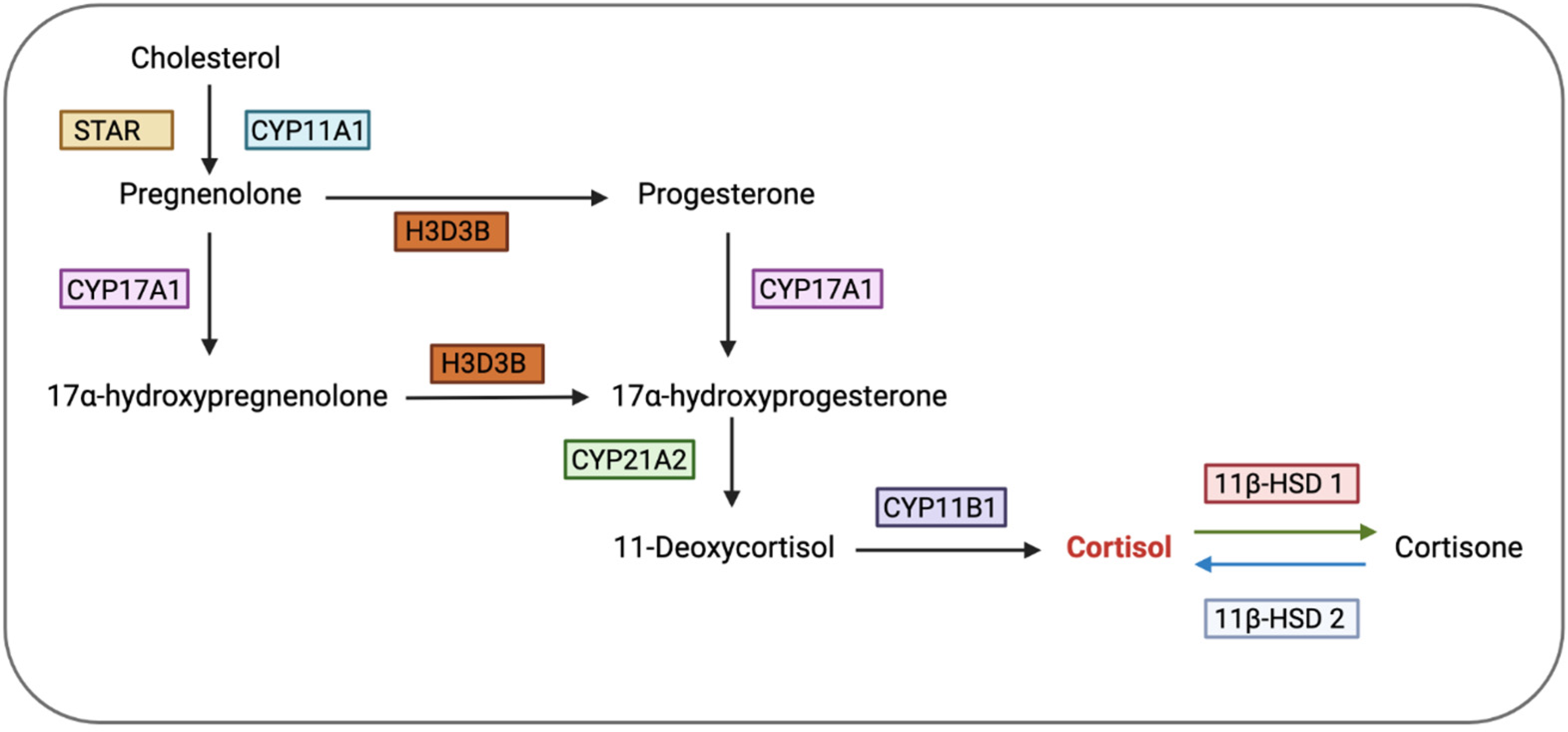 Biology Free Full Text Glucocorticoids And Their Receptor Isoforms