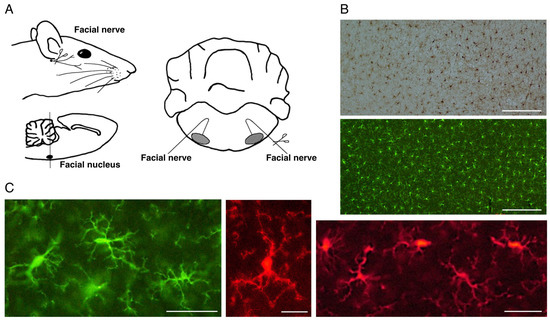 Mechanisms of Microglia Proliferation in a Rat Model of Facial Nerve ...