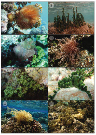Marine Flora of French Polynesia: An Updated List Using DNA Barcoding ...