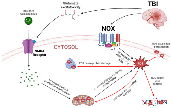 Cellular and Molecular Pathophysiology of Traumatic Brain Injury: What ...
