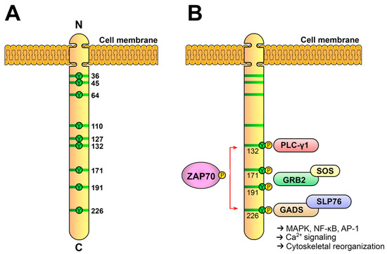 A Story of Kinases and Adaptors: The Role of Lck, ZAP-70 and LAT in ...