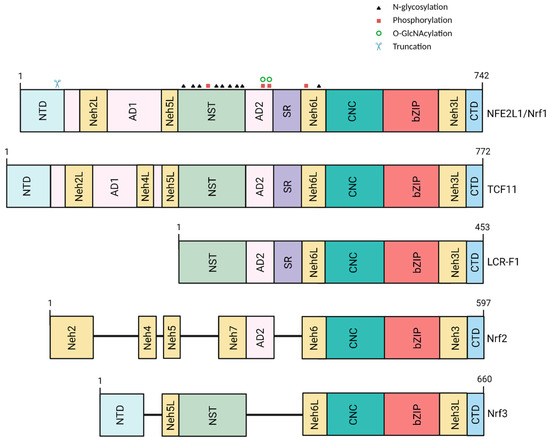 Role of NFE2L1 in the Regulation of Proteostasis: Implications for ...