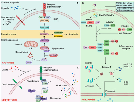 Biology | Free Full-Text | Cellular Stress: Modulator of Regulated Cell ...
