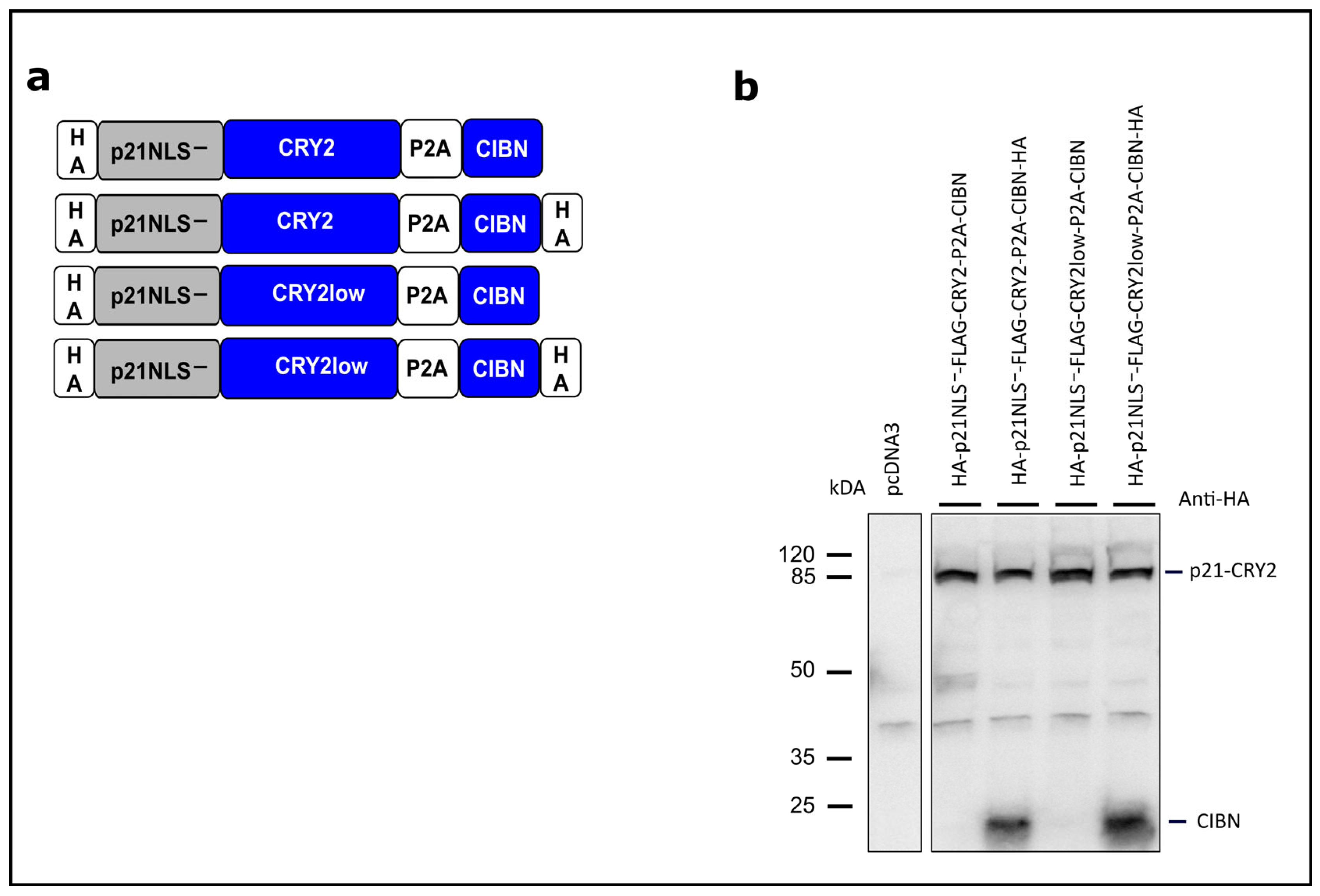Cell Cycle Control by Optogenetically Regulated Cell Cycle Inhibitor ...