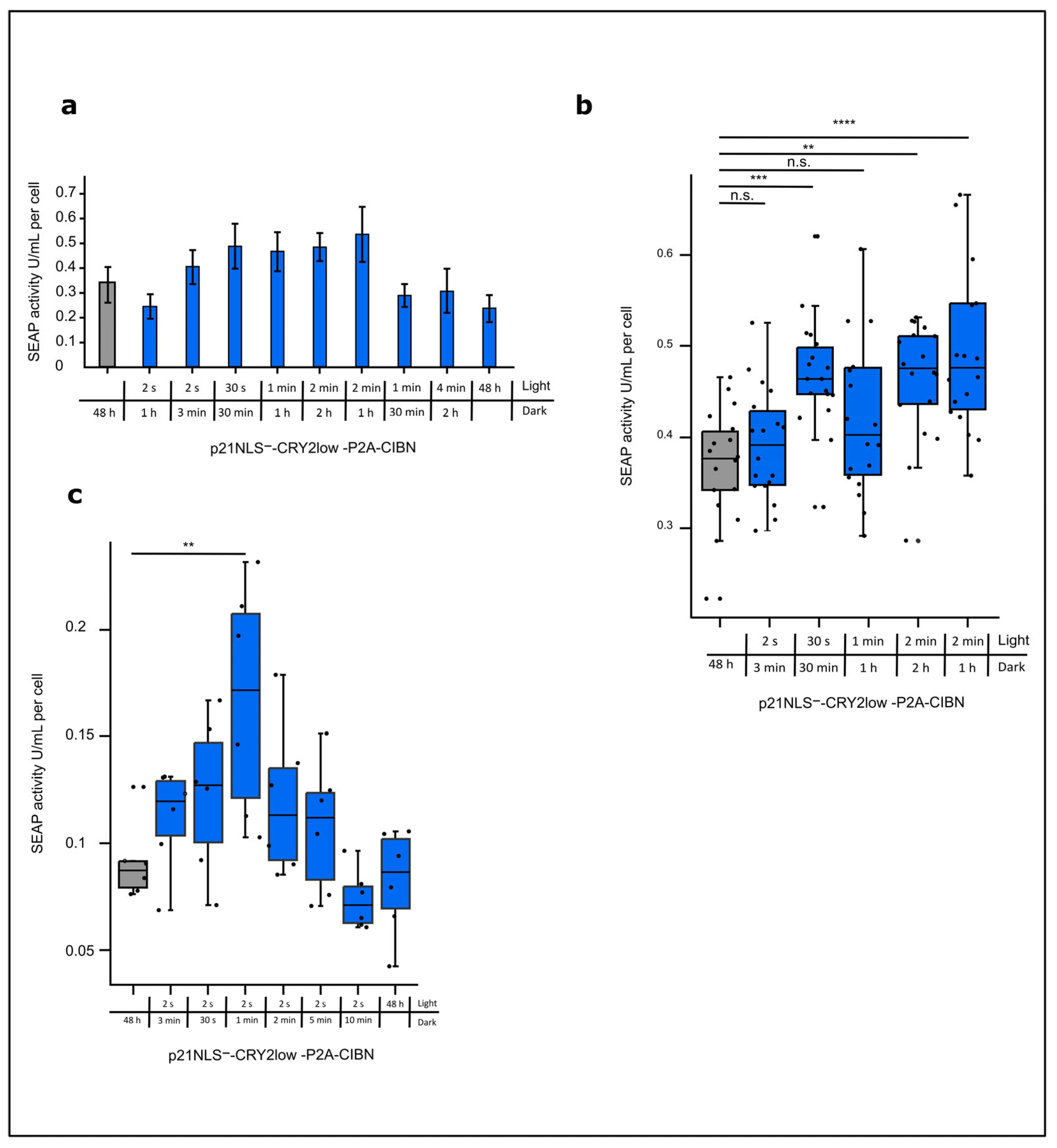 Cell Cycle Control by Optogenetically Regulated Cell Cycle Inhibitor ...