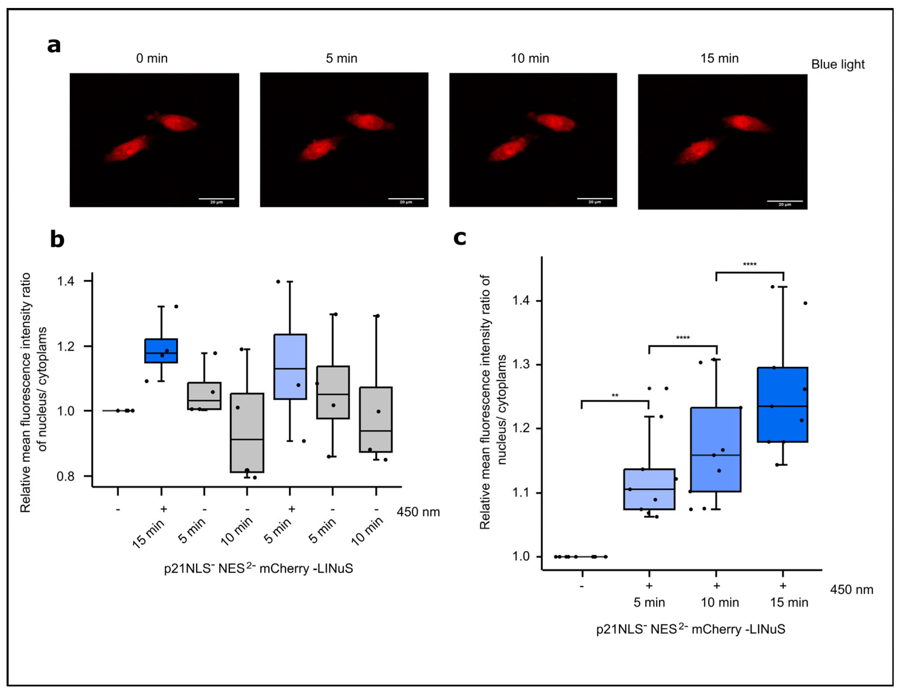 Cell Cycle Control by Optogenetically Regulated Cell Cycle Inhibitor ...