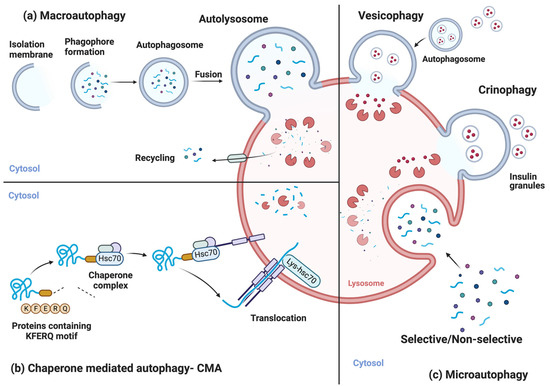 Interaction between Autophagy and Senescence in Pancreatic Beta Cells