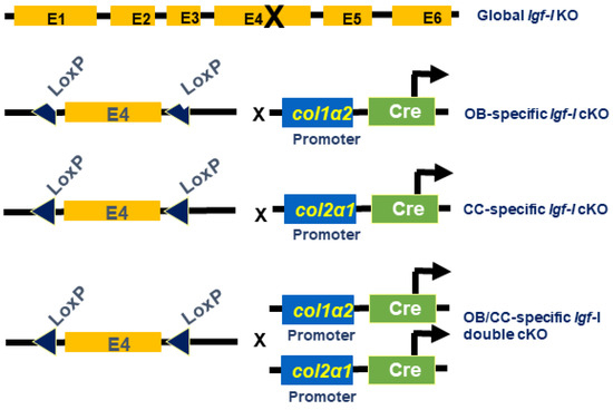 Global and Conditional Disruption of the Igf-I Gene in Osteoblasts and ...