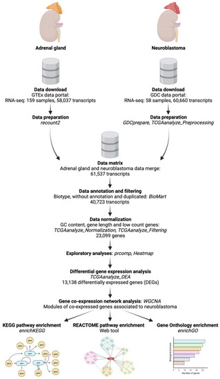 Analysis of High-Risk Neuroblastoma Transcriptome Reveals Gene Co ...