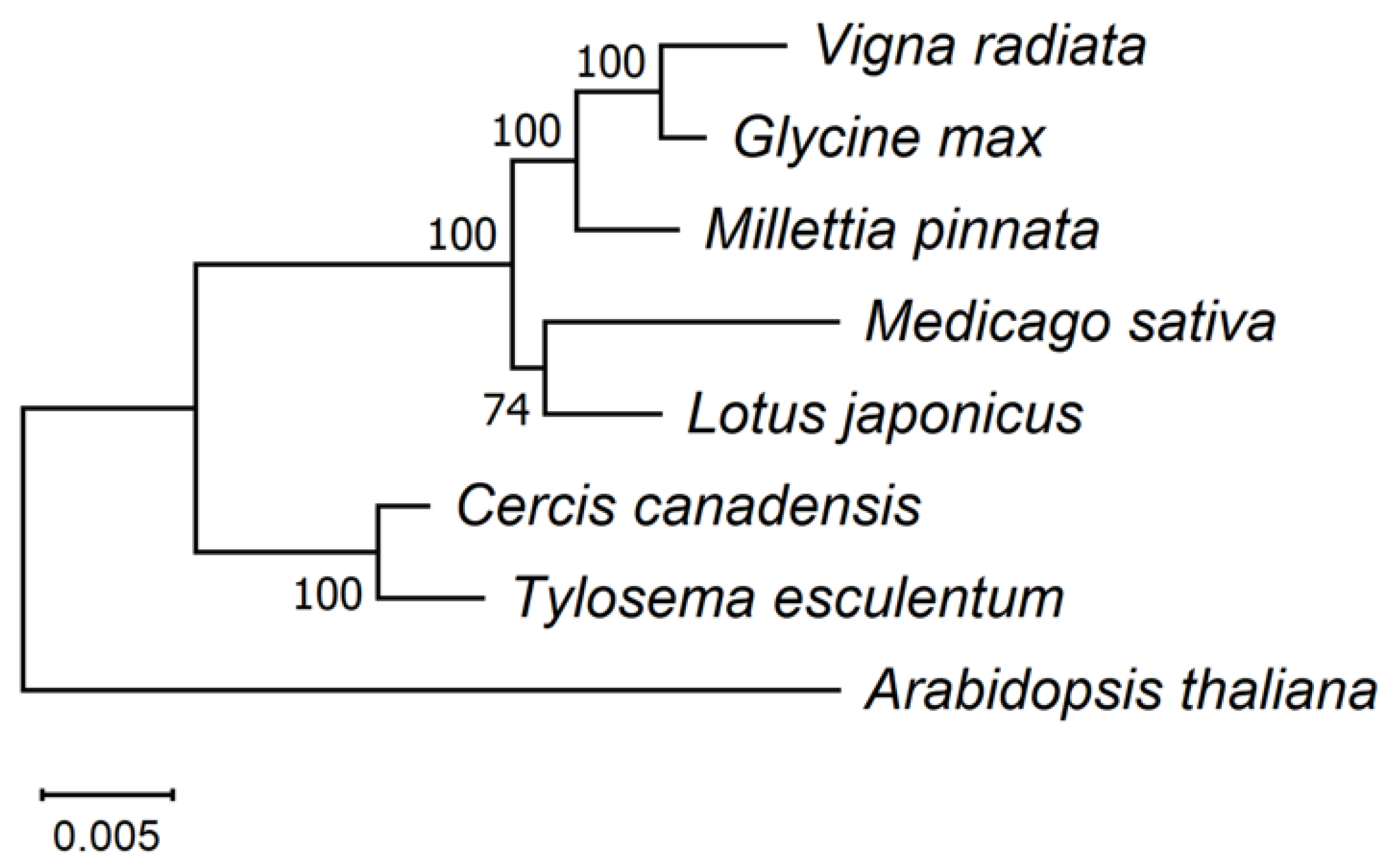 Comparative Analysis of Tylosema esculentum Mitochondrial DNA Revealed ...