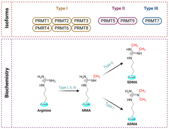 Functional Implications of Protein Arginine Methyltransferases (PRMTs ...