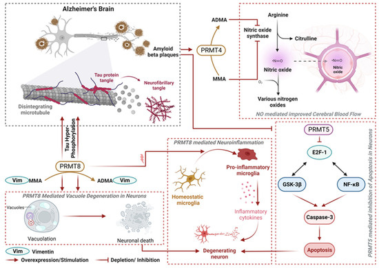 Functional Implications of Protein Arginine Methyltransferases (PRMTs ...