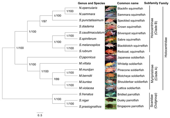 Comparative Mitogenome Analyses Uncover Mitogenome Features and ...
