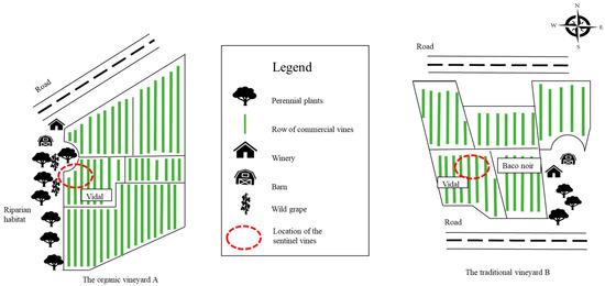 Biology | Free Full-Text | Monitoring the Spread of Grapevine Viruses ...