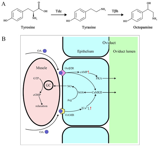 Post-Mating Responses in Insects Induced by Seminal Fluid Proteins and ...