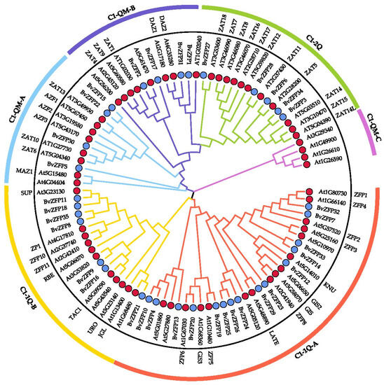 Genome-Wide Analysis of Q-Type C2H2 ZFP Genes in Response to Biotic and ...