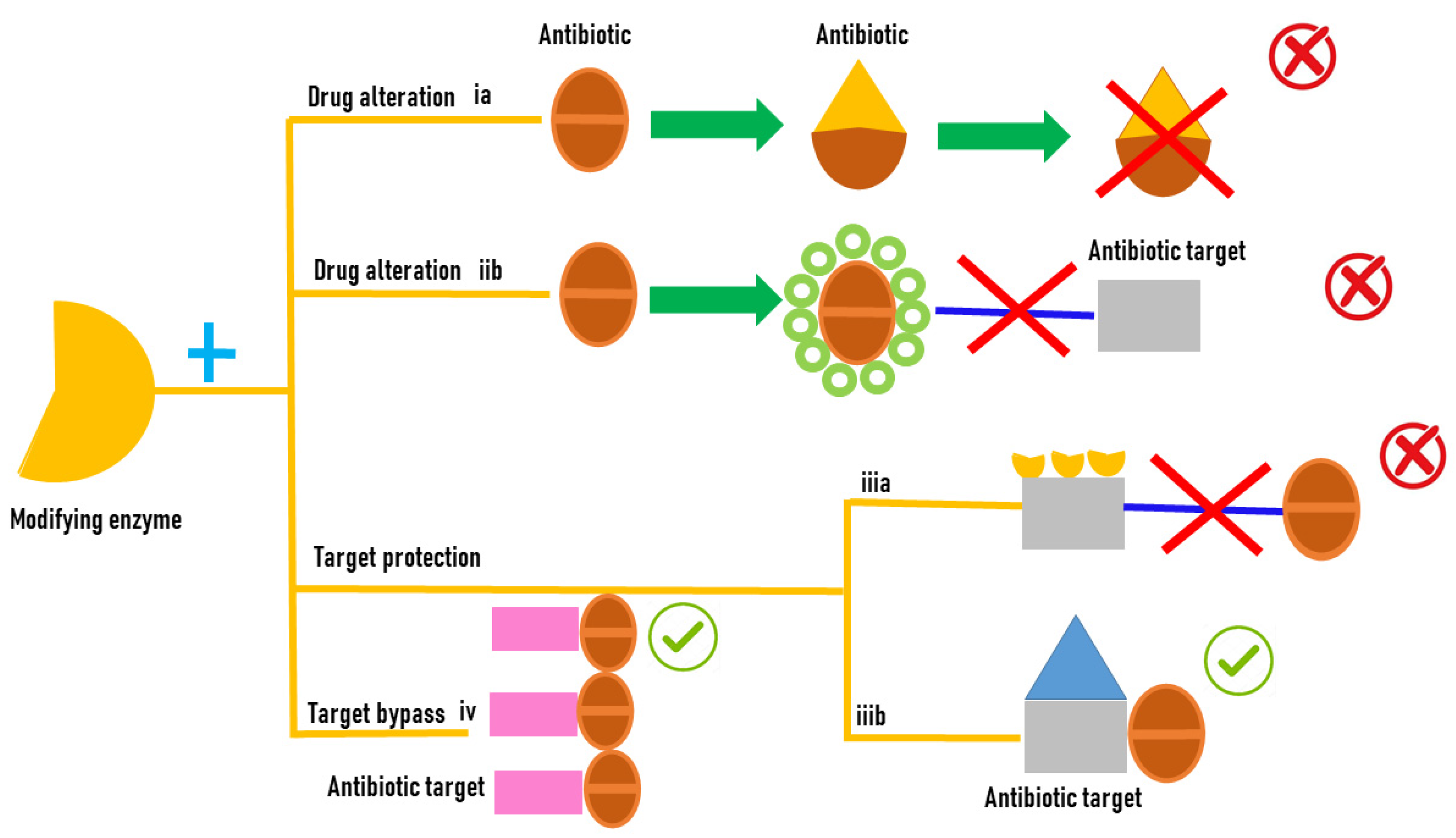 Biology | Free Full-Text | Monooxygenases and Antibiotic Resistance: A ...
