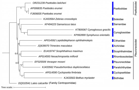 Insights into the Mitochondrial Genetic Makeup and Miocene Colonization ...