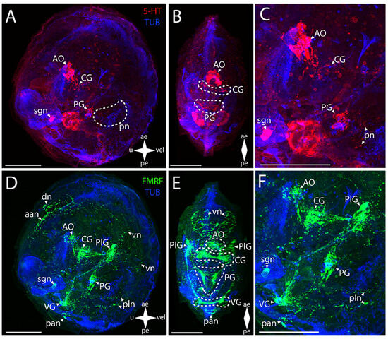 Comparative Neuroanatomy of Pediveliger Larvae of Various Bivalves from ...