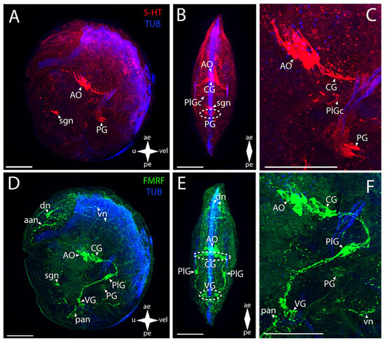 Comparative Neuroanatomy of Pediveliger Larvae of Various Bivalves from ...