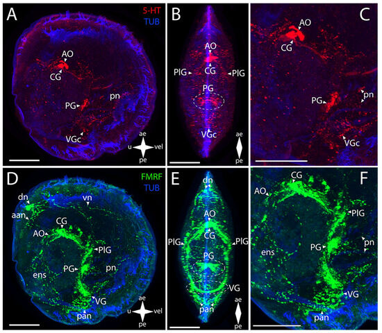 Comparative Neuroanatomy of Pediveliger Larvae of Various Bivalves from ...