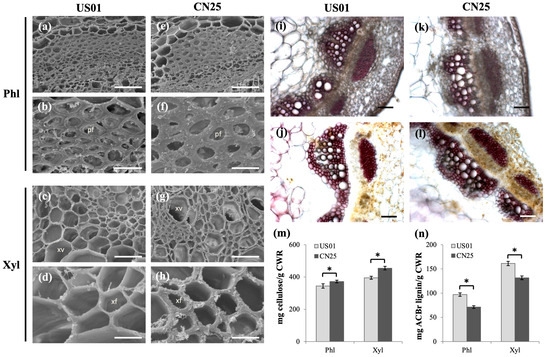 Tissue-Specific Transcriptomes in the Secondary Cell Wall Provide an ...