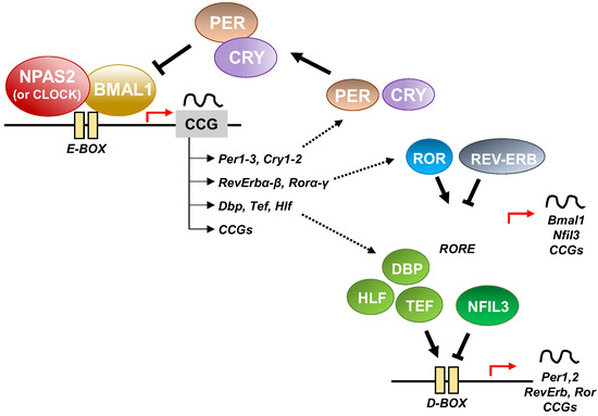 Role of the Circadian Gas-Responsive Hemeprotein NPAS2 in Physiology ...