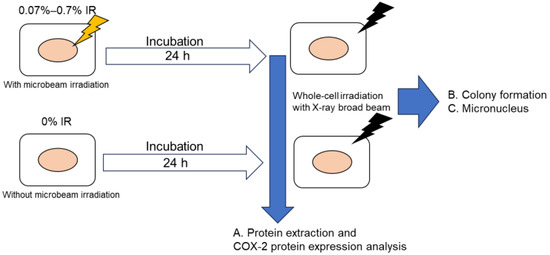 The COX-2/PGE2 Response Pathway Upregulates Radioresistance in A549 ...
