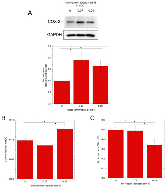 The COX-2/PGE2 Response Pathway Upregulates Radioresistance in A549 ...