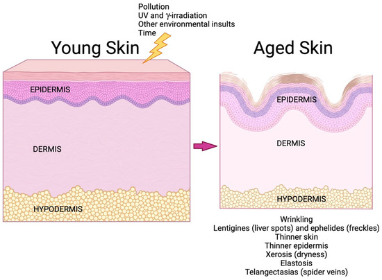 The Skin and Inflamm-Aging
